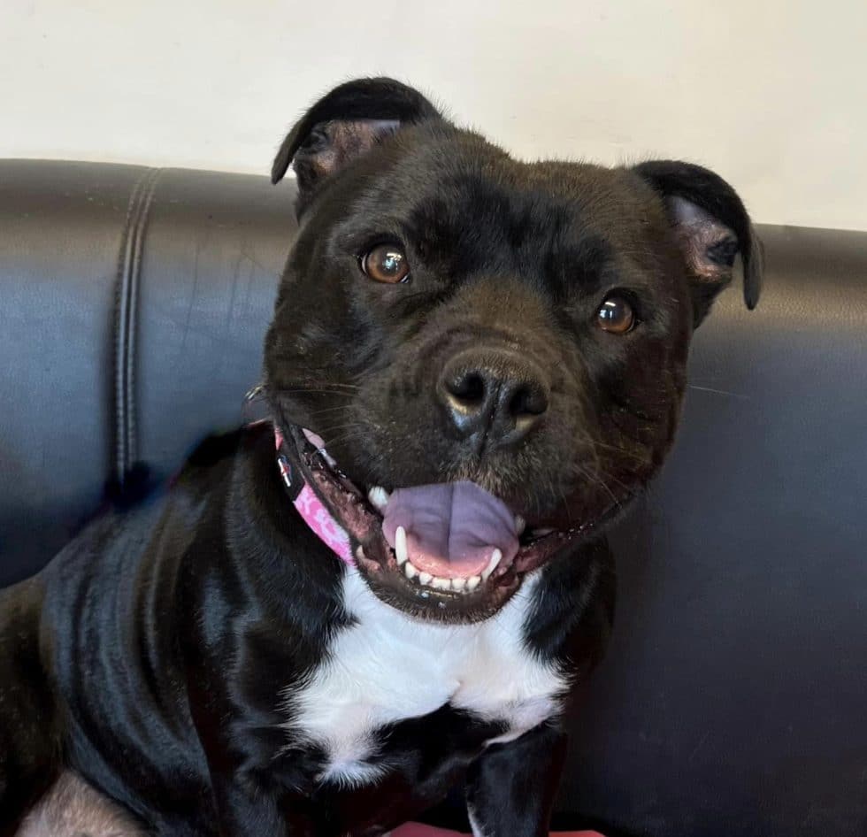 PETS | Can you help Hereford and Worcester Animal Rescue find a home ...