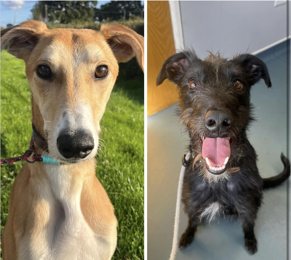 HELP! | Can you help Hereford and Worcester Animal Rescue find a home ...