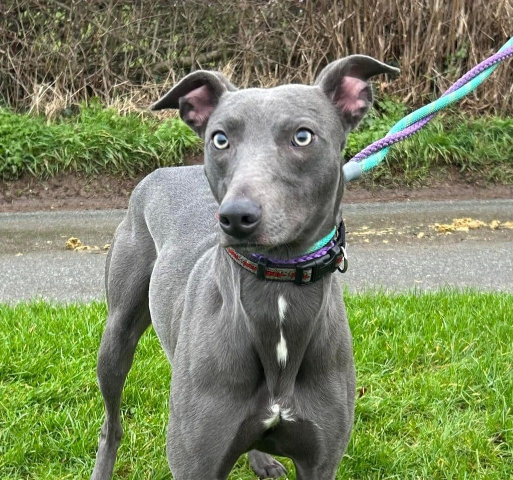 HELP! | Can you help Hereford and Worcester Animal Rescue find a home ...