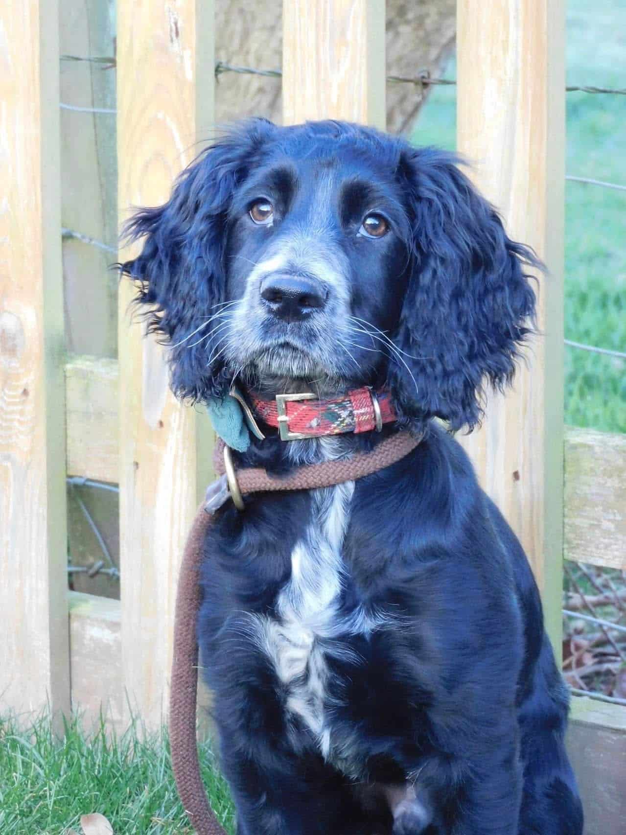 HELP! | Can help Hereford and Worcester Animal Rescue find a home for ...