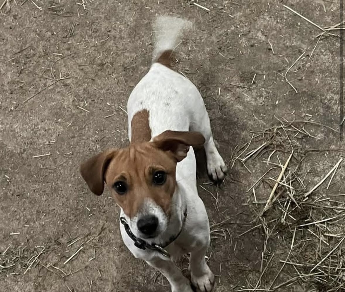 URGENT ALERT | Can you help find a dog that was spotted jumping into an ...