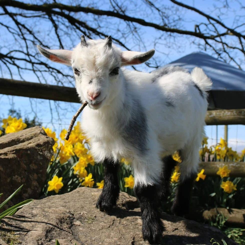 FEATURED | Visit the Small Breeds Farm Park this Sunday and see Sheep ...