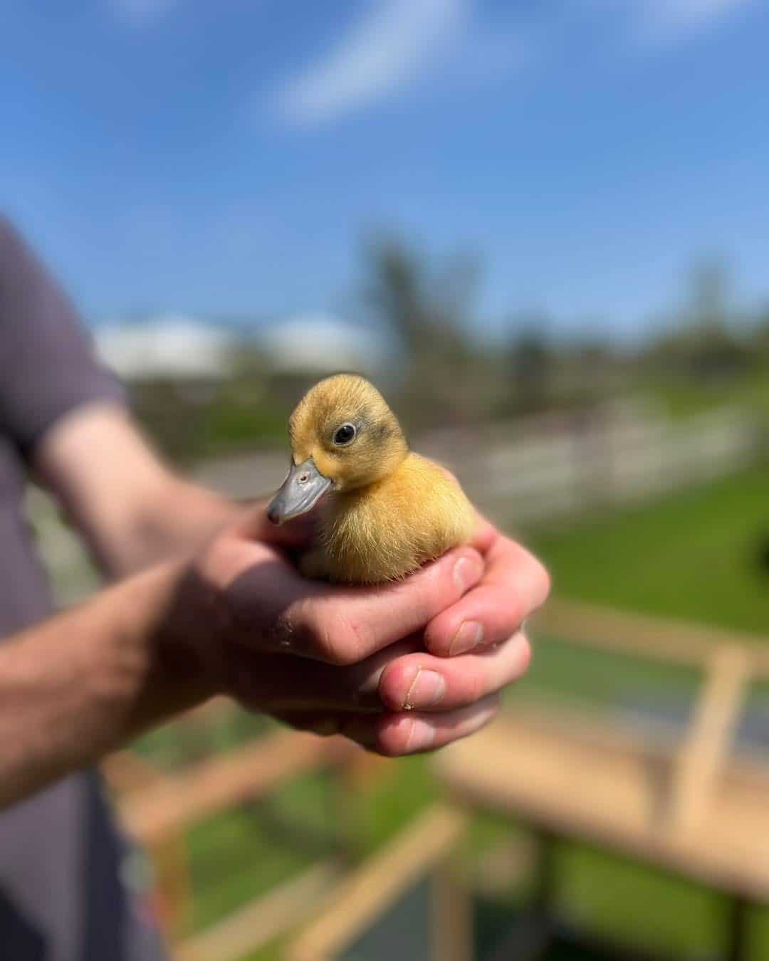 FEATURED | Meet the new arrivals at the fabulous Small Breeds Farm Park ...