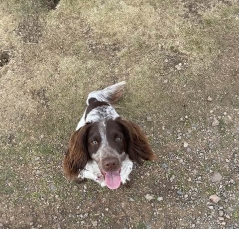 MISSING DOG | Can you help find missing dog Daisy - last seen on ...
