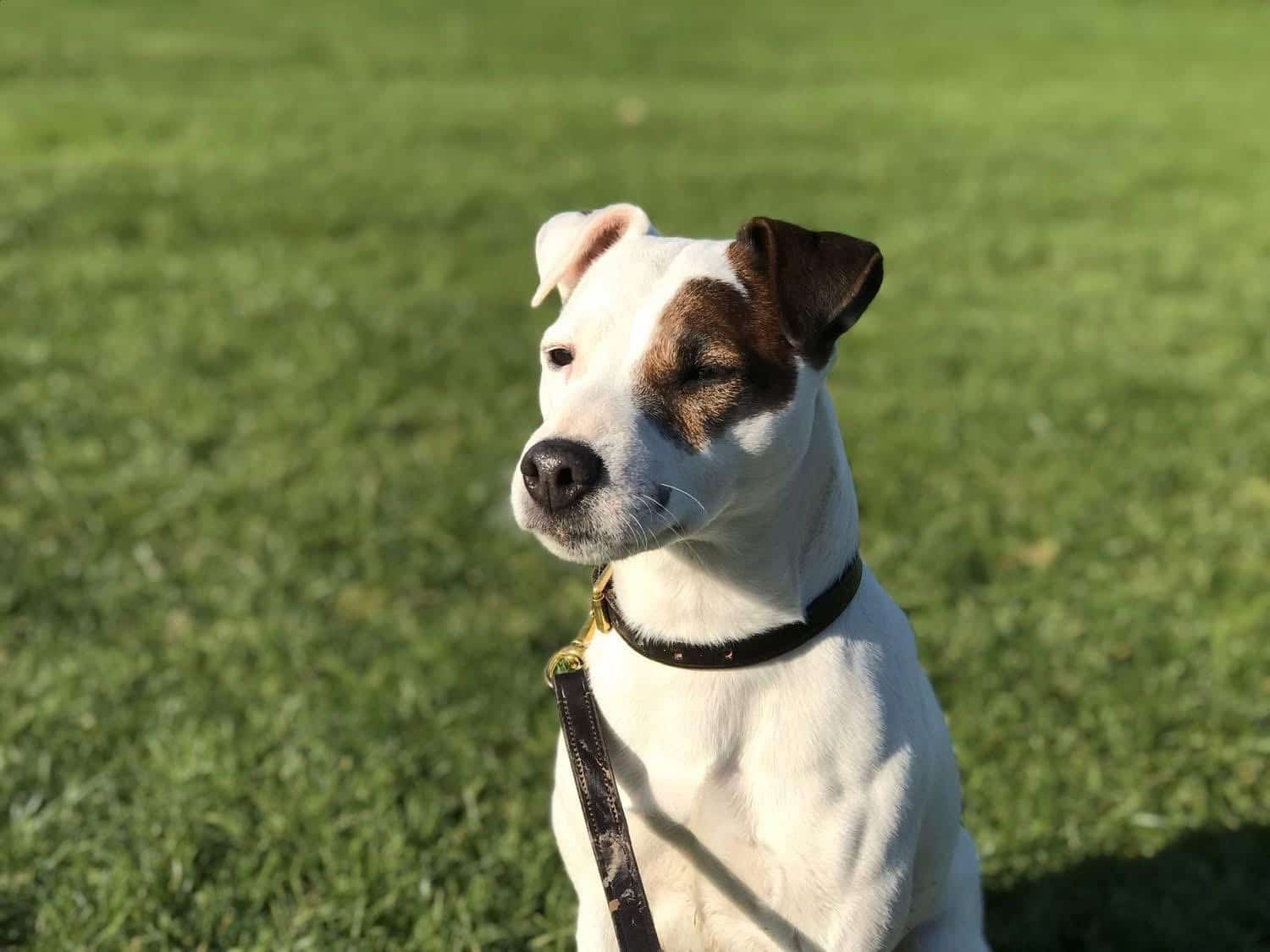 MISSING DOG | Can you help find missing dog Stanley? Last seen on ...