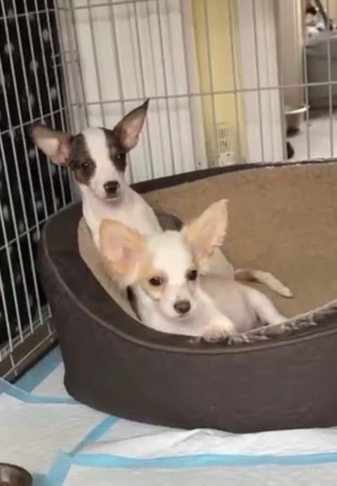 HELP! | Can you help Hereford and Worcester Animal Rescue find a home ...