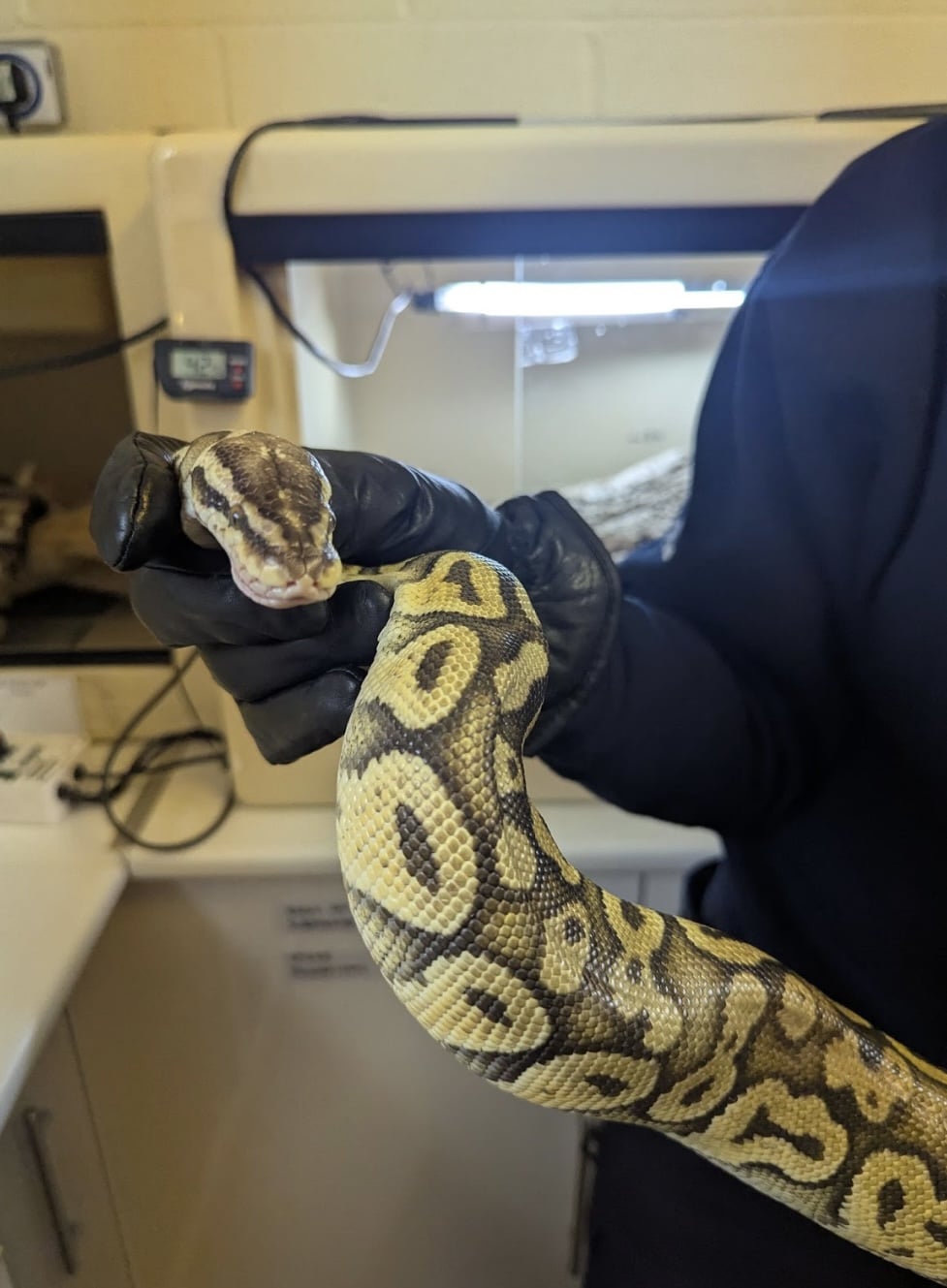 NEWS | The RSPCA is warning the public to expect an increase in reports ...