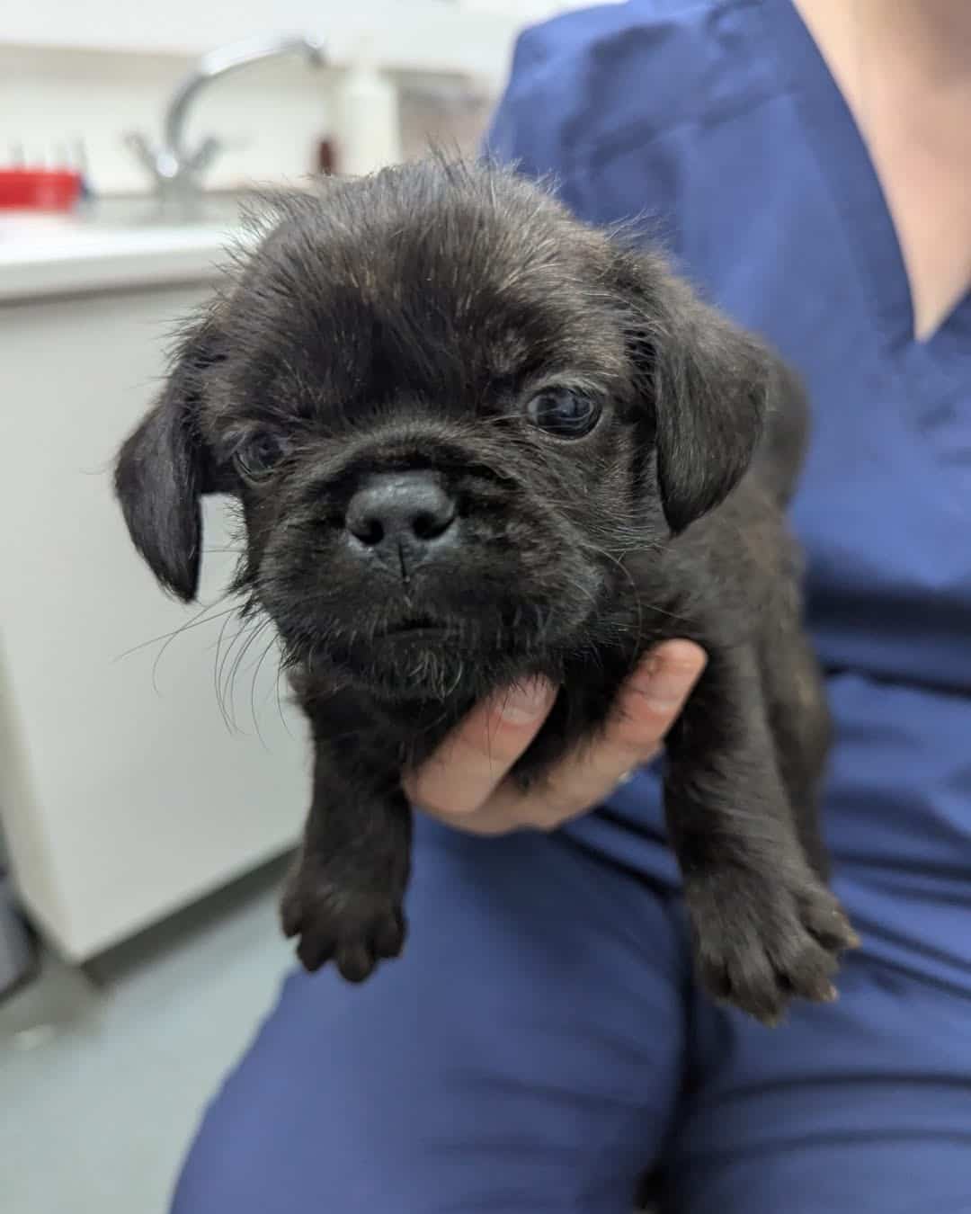 HELP! | Six puppies found in a black bin bag by a roadside are looking ...