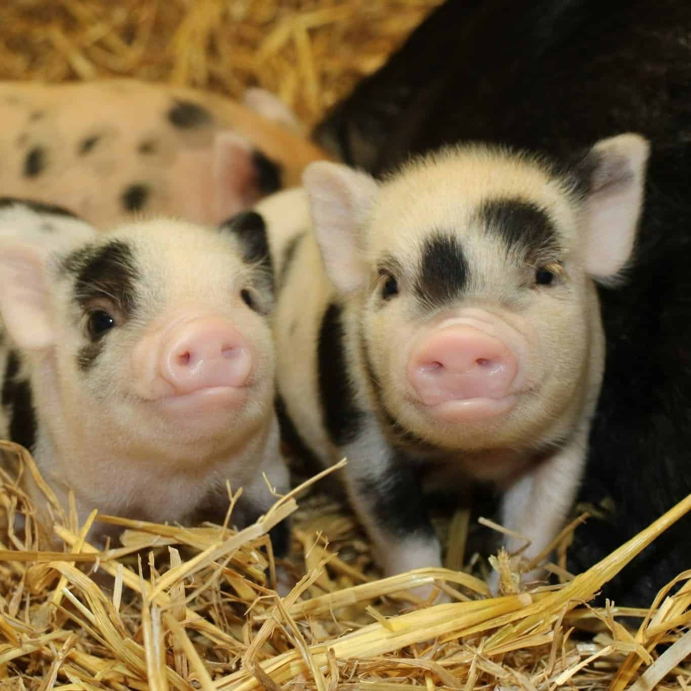 FEATURED | The Small Breeds Farm Park in Herefordshire is the perfect ...