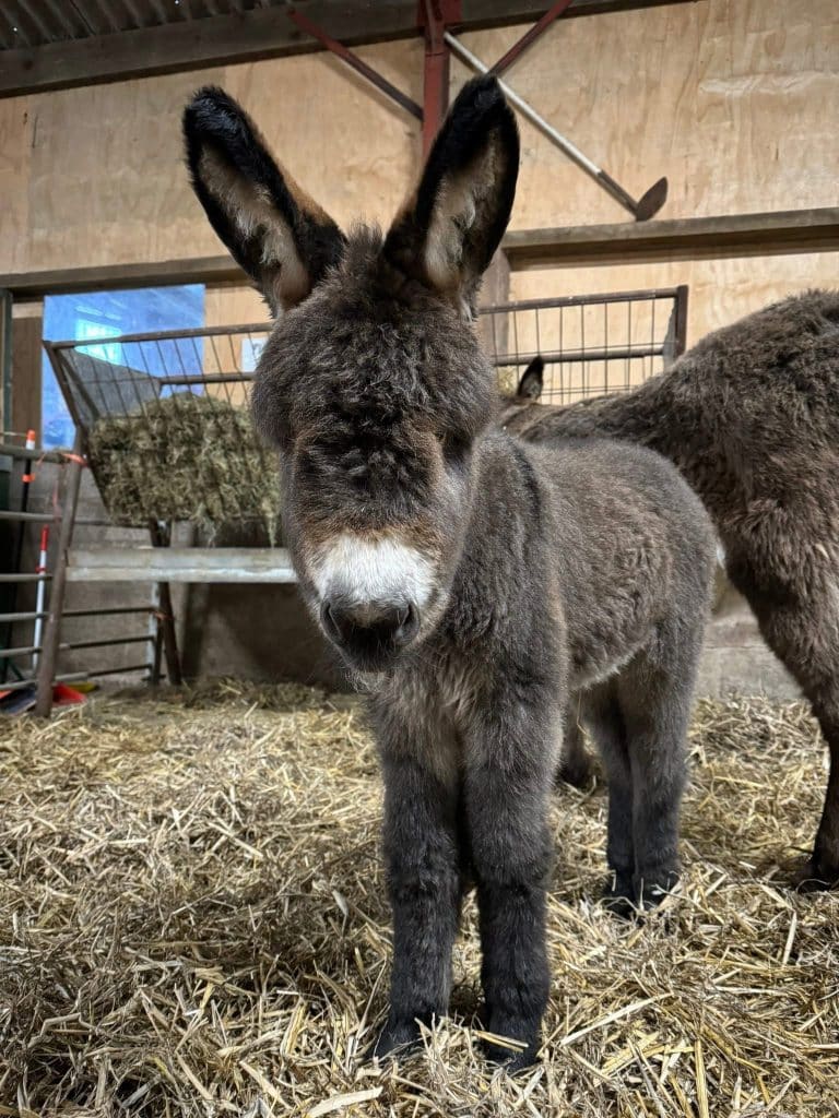 FEATURED | A stunning farm park with beautiful animals, brilliant food ...