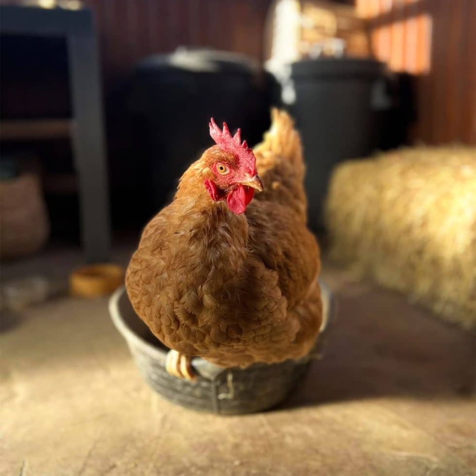 HELP! | The British Hen Welfare Trust is attempting to rehome thousands ...