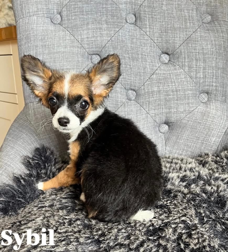 NEWS | Hereford and Worcester Animal Rescue provide update on five ...