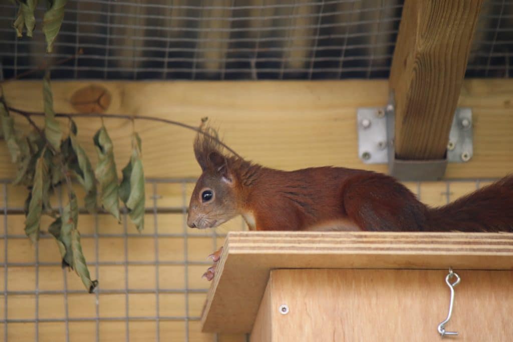 NEWS | A First for Herefordshire: Red Squirrels Arrive at Small Breeds ...
