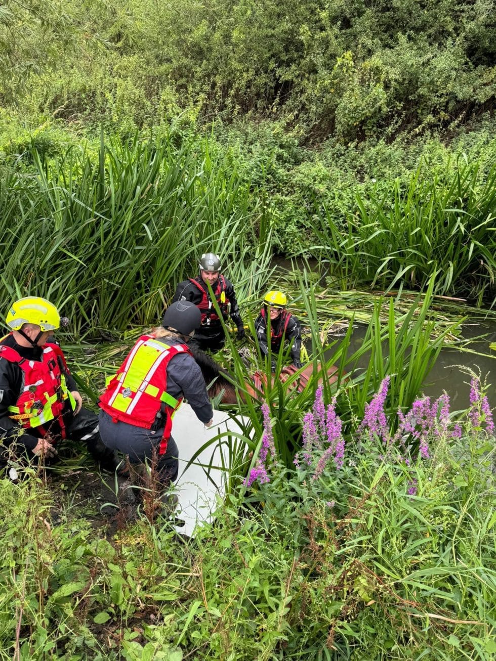 NEWS | Fire crews help to rescue a horse that had fallen down an ...